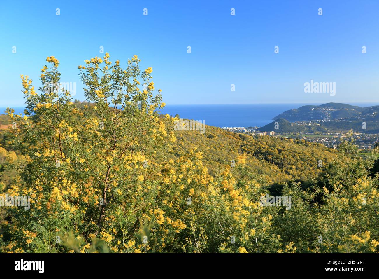 Mimosas dans le Massif du Tanneron, Alpes-Maritimes, 06, cote d'azur ...