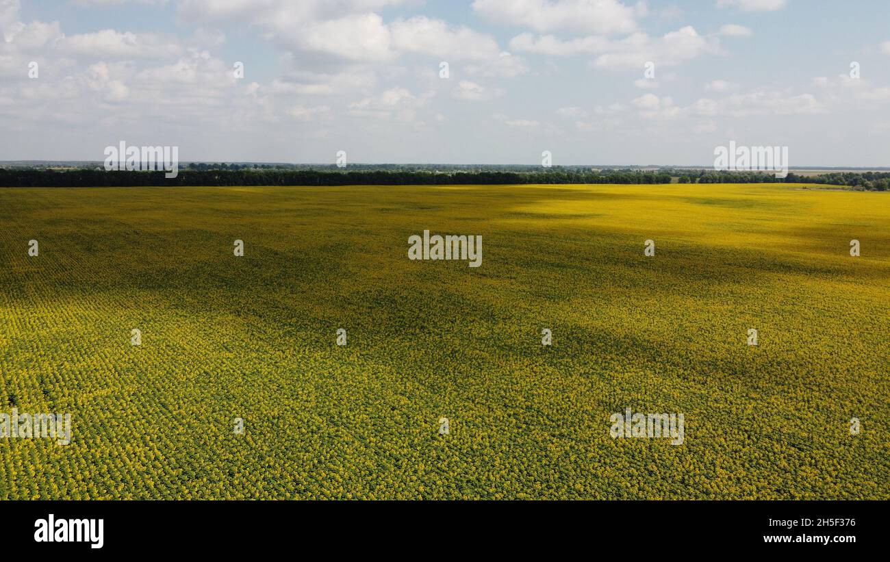 Shadows from clouds on the surface of a blooming sunflower field Stock ...