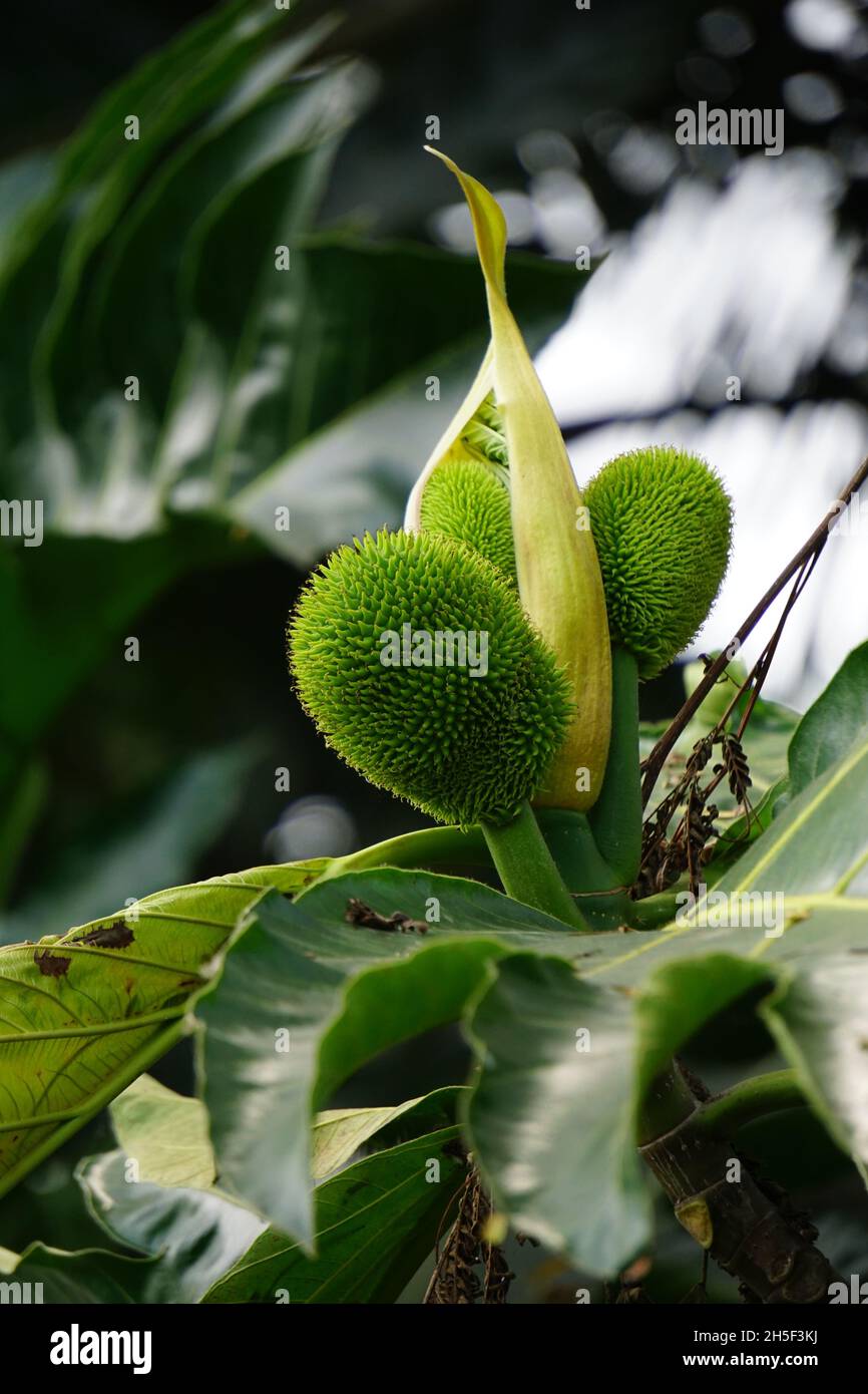 Artocarpus camansi (Also breadnut, Moraceae, breadfruit, Artocarpus ...