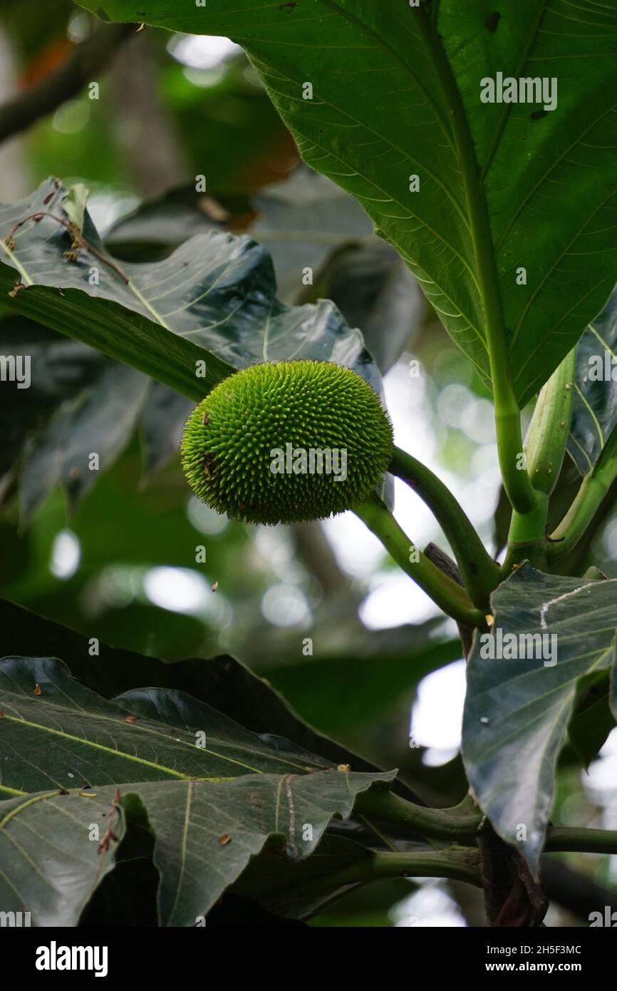 Katahar hi-res stock photography and images - Alamy