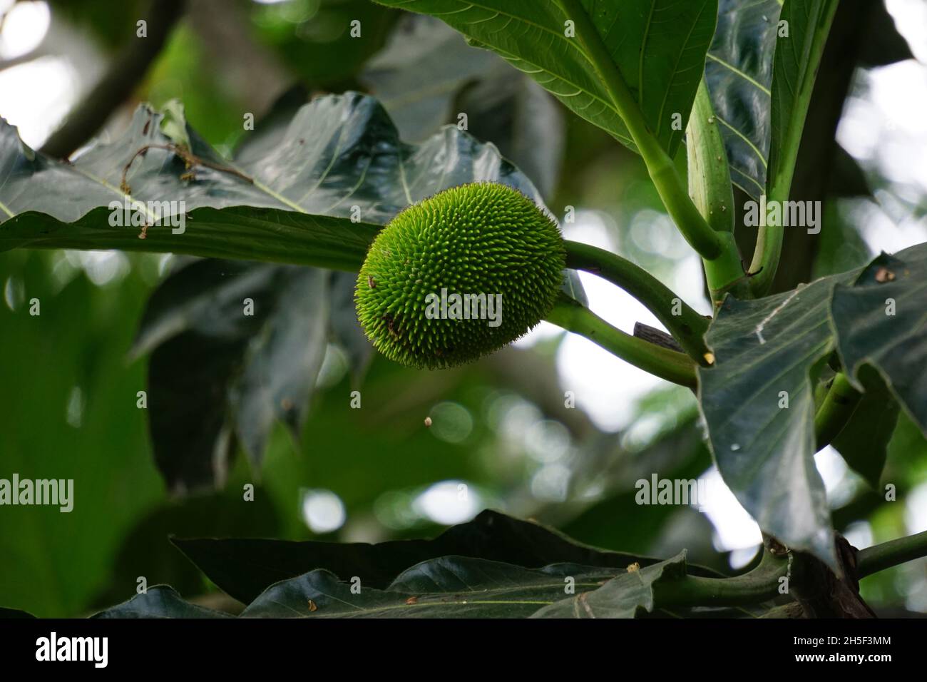 Breadnut tree hi-res stock photography and images - Alamy