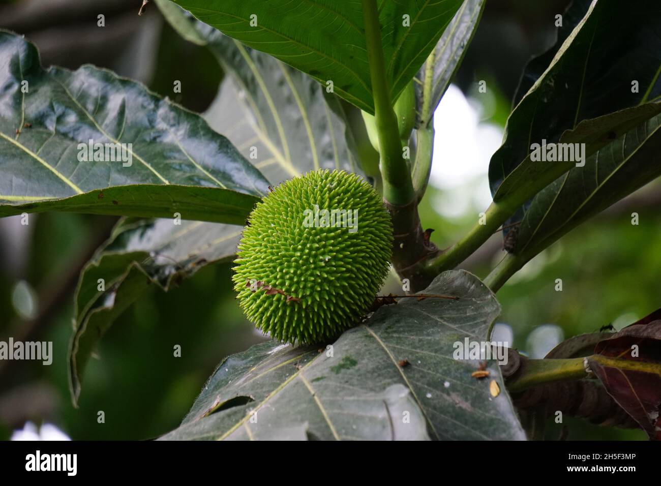 Artocarpus camansi (Also breadnut, Moraceae, breadfruit, Artocarpus ...