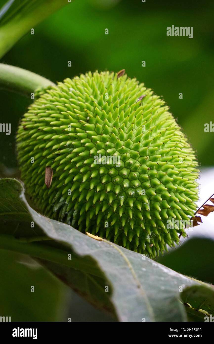 Artocarpus camansi (Also breadnut, Moraceae, breadfruit, Artocarpus ...