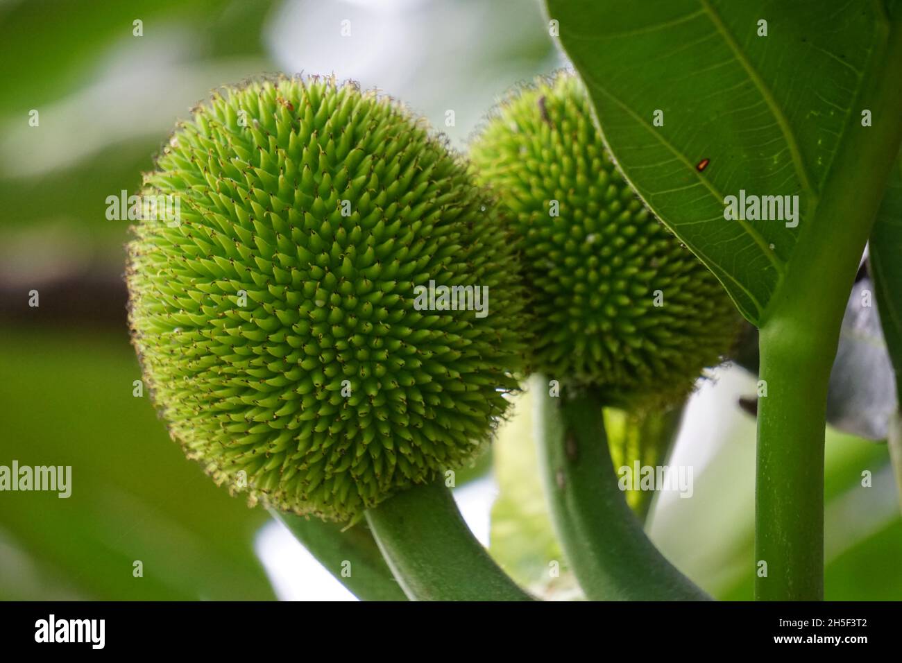 Katahar hi-res stock photography and images - Alamy