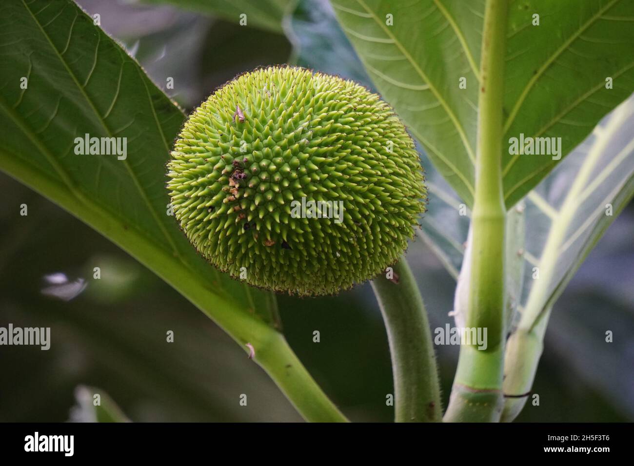Artocarpus camansi hi-res stock photography and images - Alamy