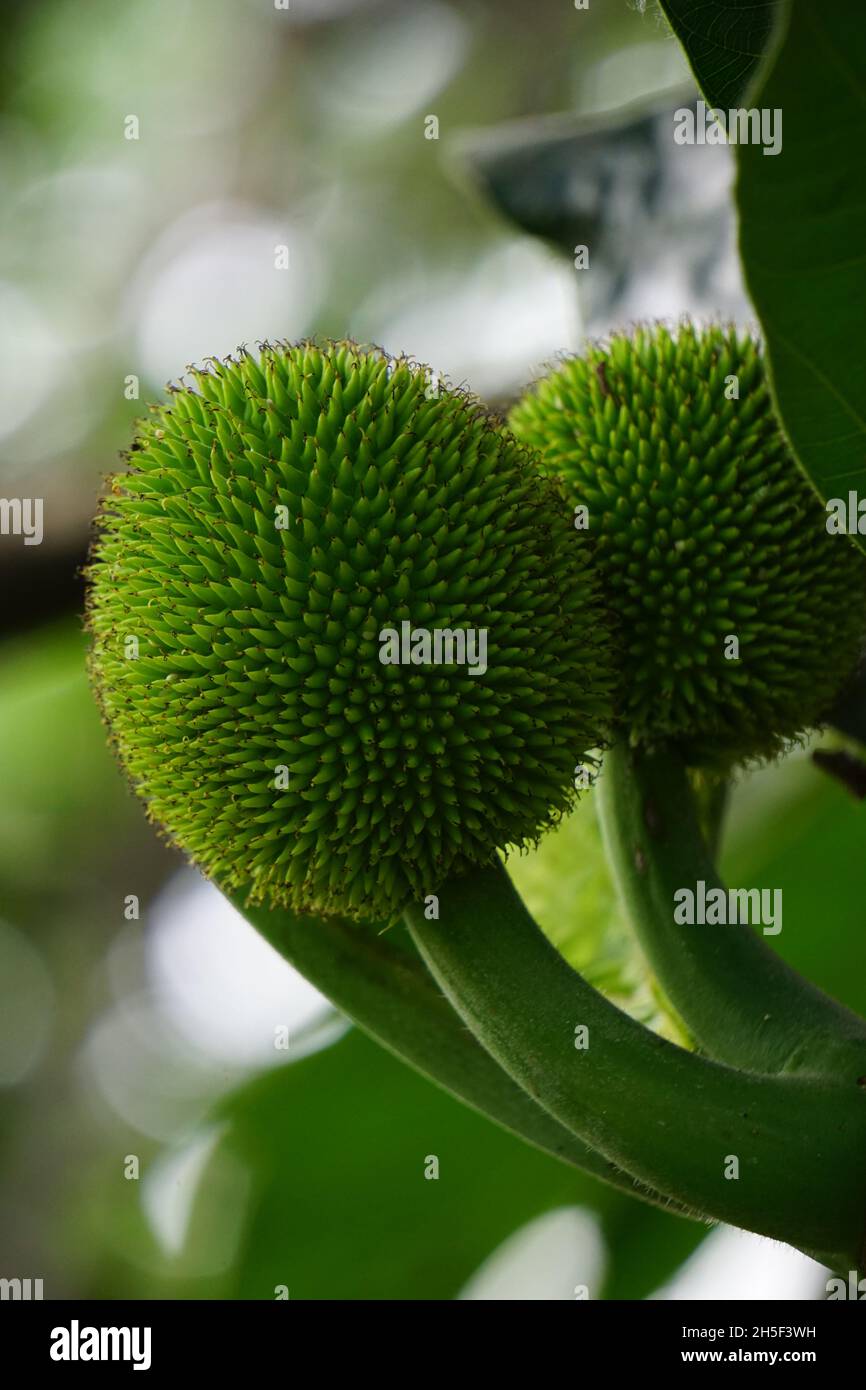 Artocarpus camansi (Also breadnut, Moraceae, breadfruit, Artocarpus ...