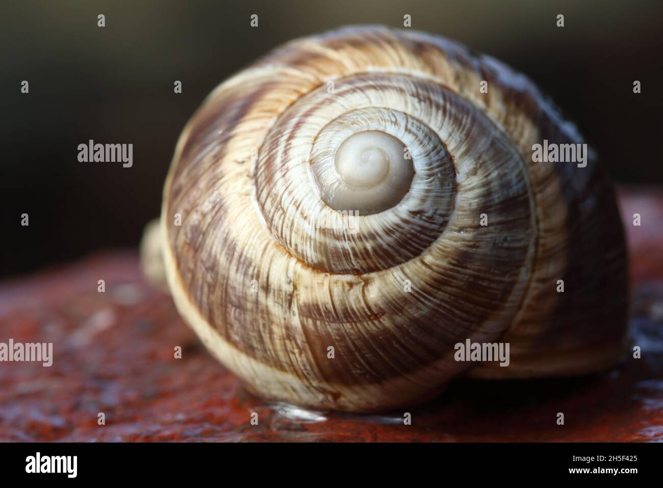a snail shell Stock Photo - Alamy