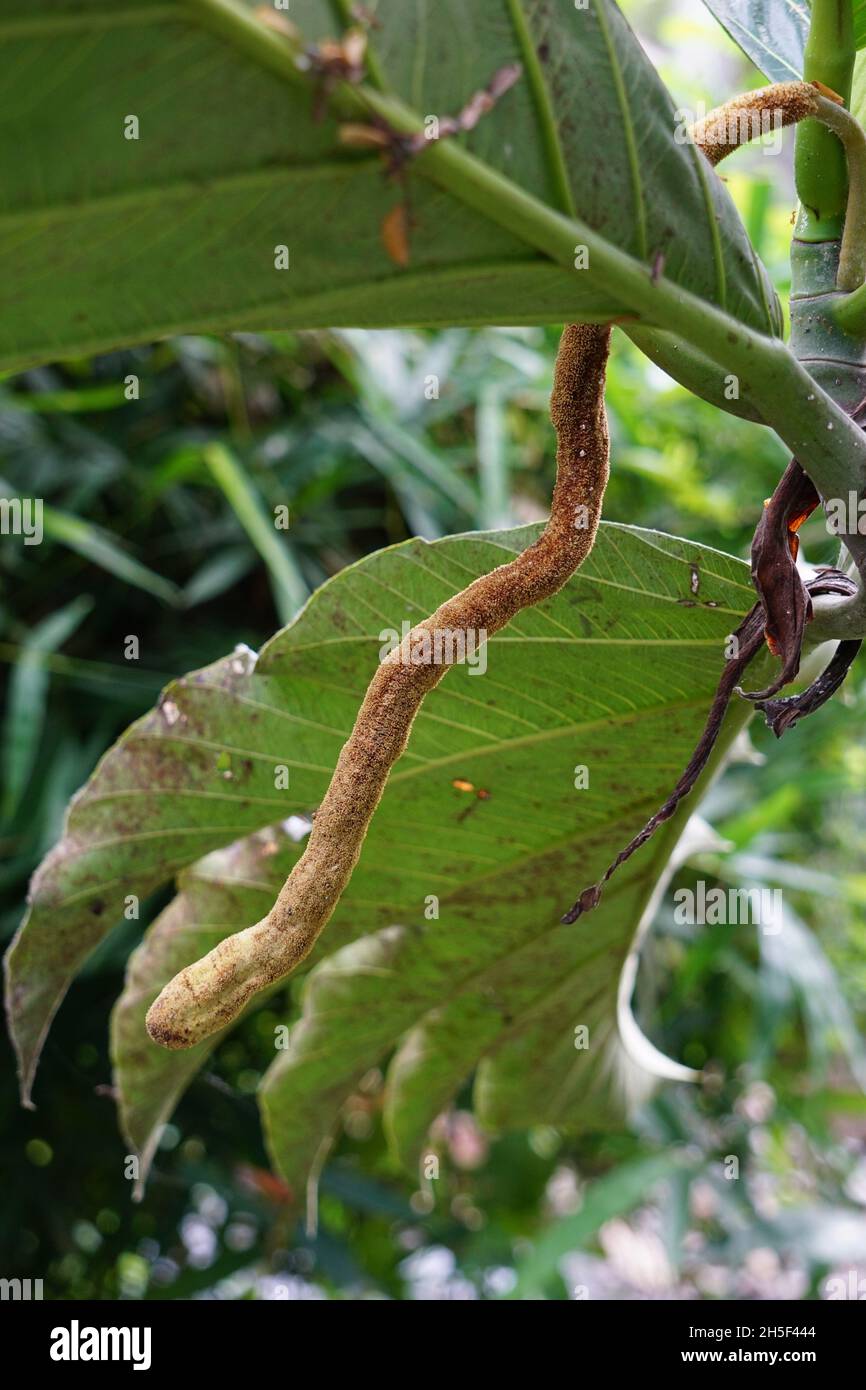 Artocarpus camansi (Also breadnut, Moraceae, breadfruit, Artocarpus ...