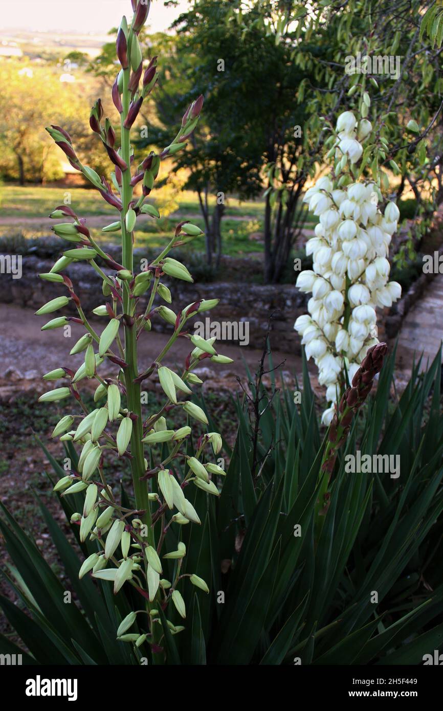 Beautiful Adam's needle (Yucca filamentosa) flowering plants in the ...