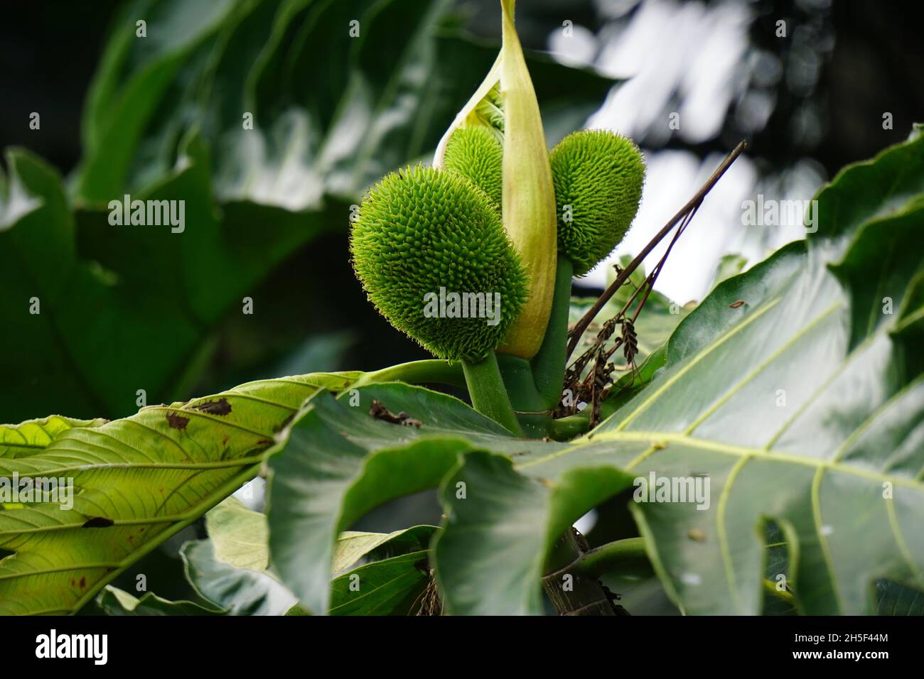 Artocarpus camansi (Also breadnut, Moraceae, breadfruit, Artocarpus ...