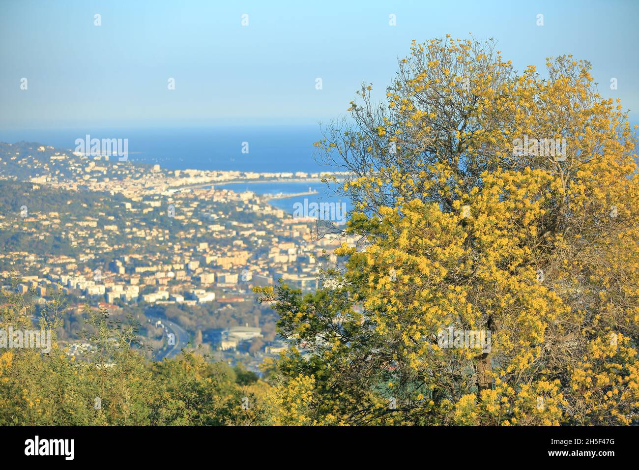 Aerial view of Cannes with mimosa tree, Alpes-Maritimes, 06, French ...