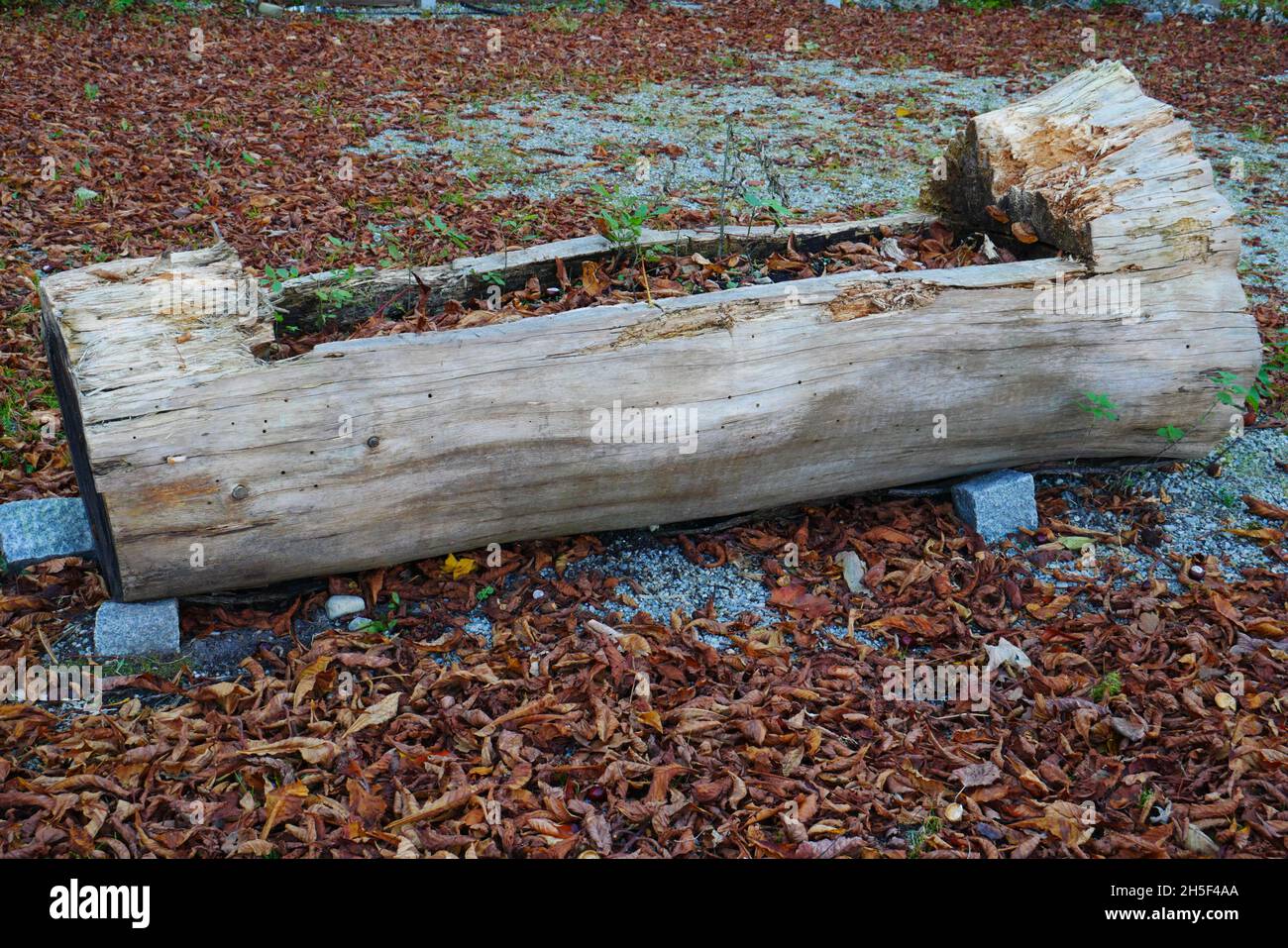Sawn in half hi-res stock photography and images - Alamy