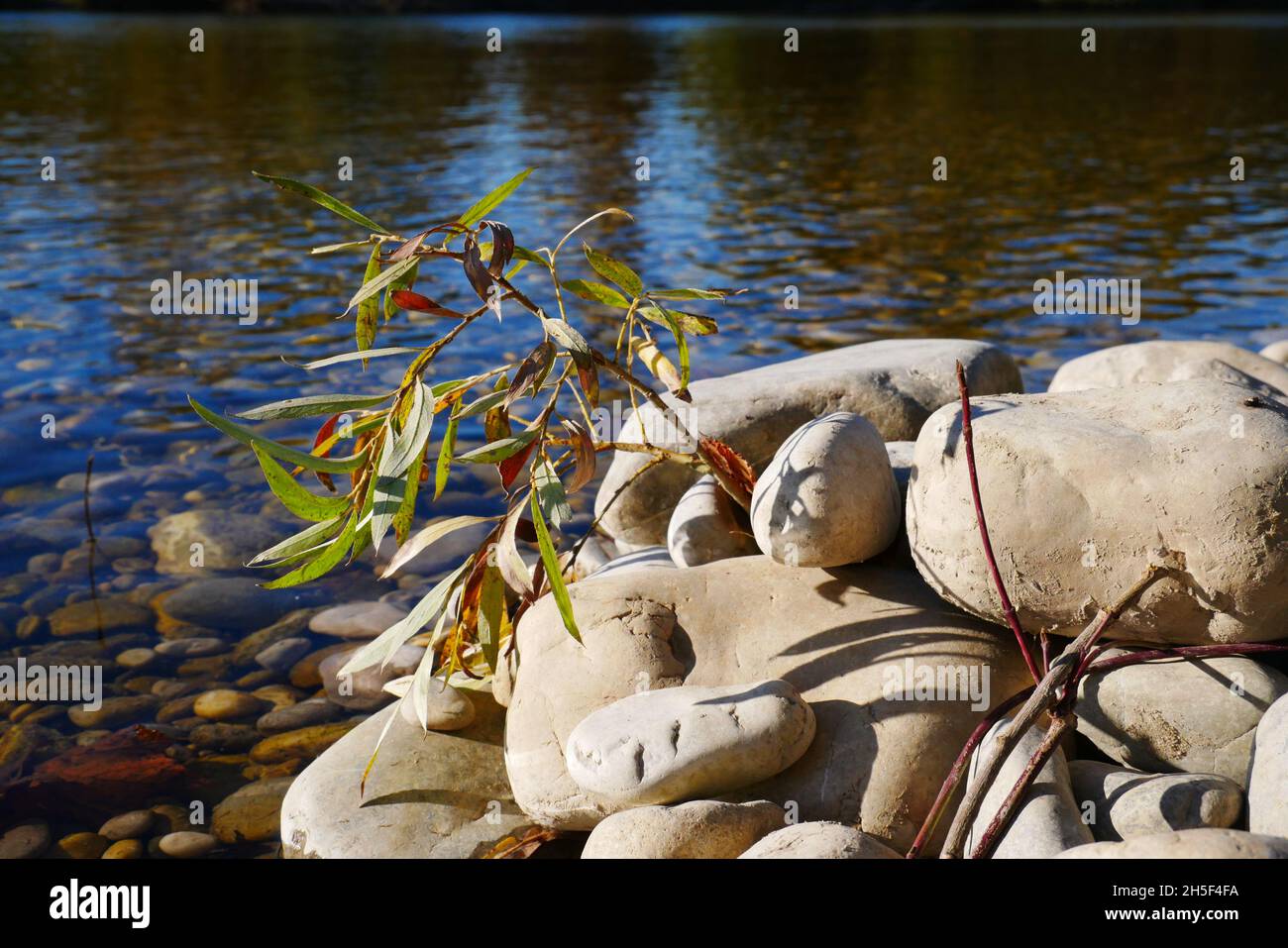 a small tree grows out of a heap of light and white round stones on the ...
