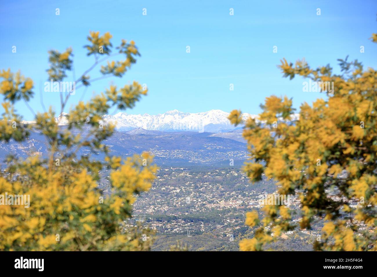 Mimosas dans le Massif du Tanneron, Alpes-Maritimes, 06, cote d'azur ...