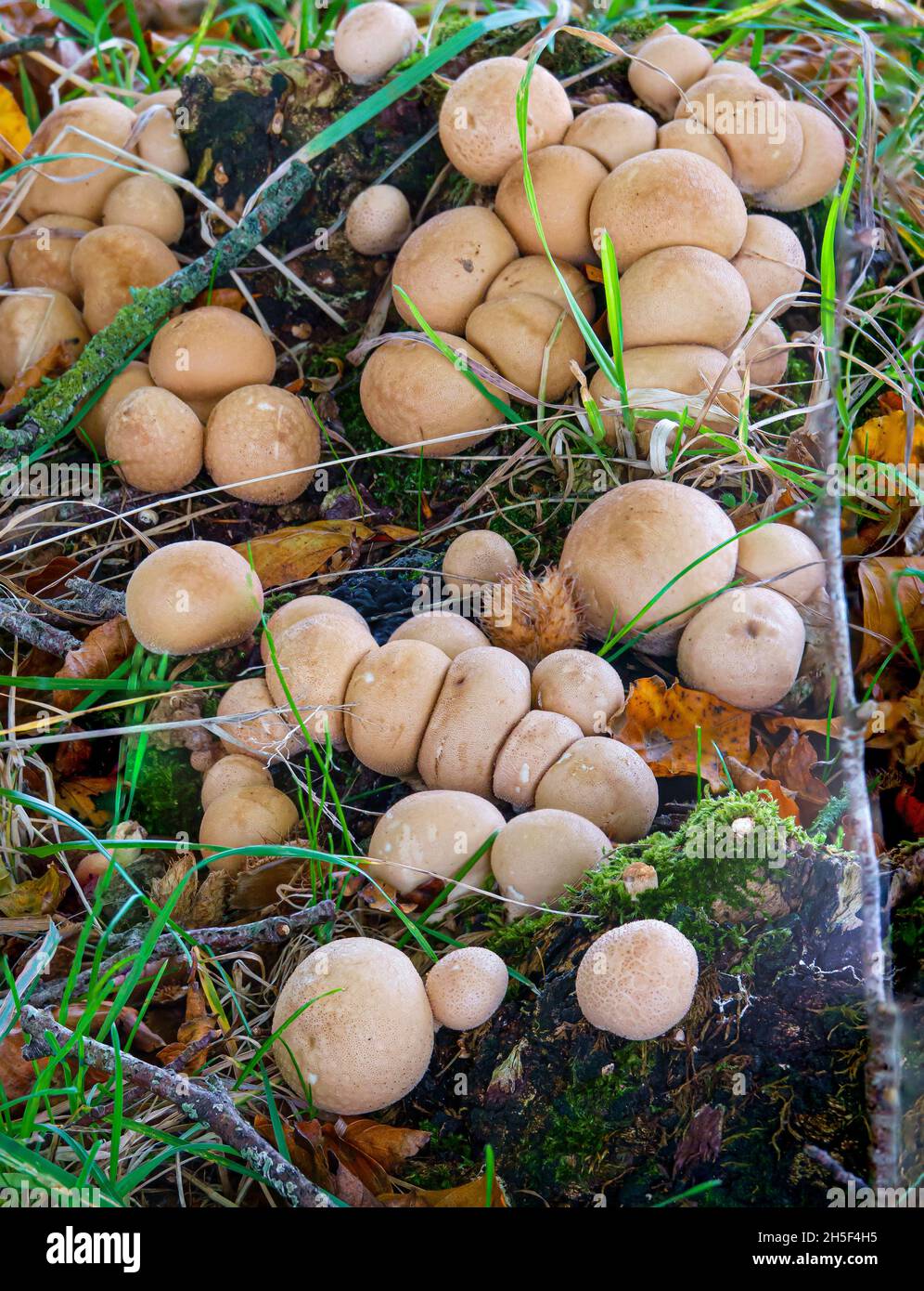 Cyclocybe cylindracea hi-res stock photography and images - Alamy