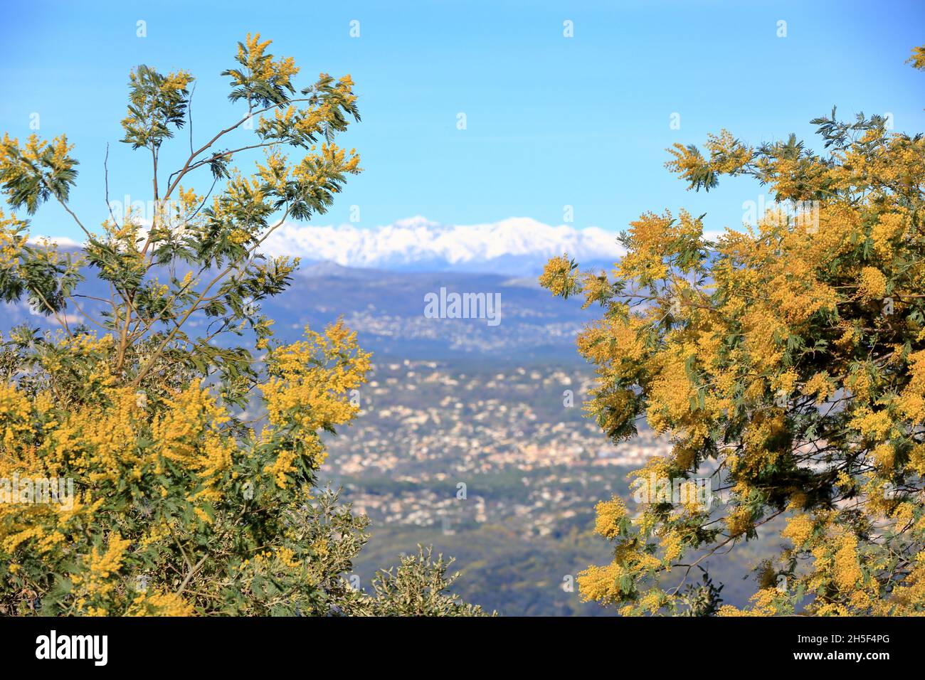 Mimosas dans le Massif du Tanneron, Alpes-Maritimes, 06, cote d'azur ...