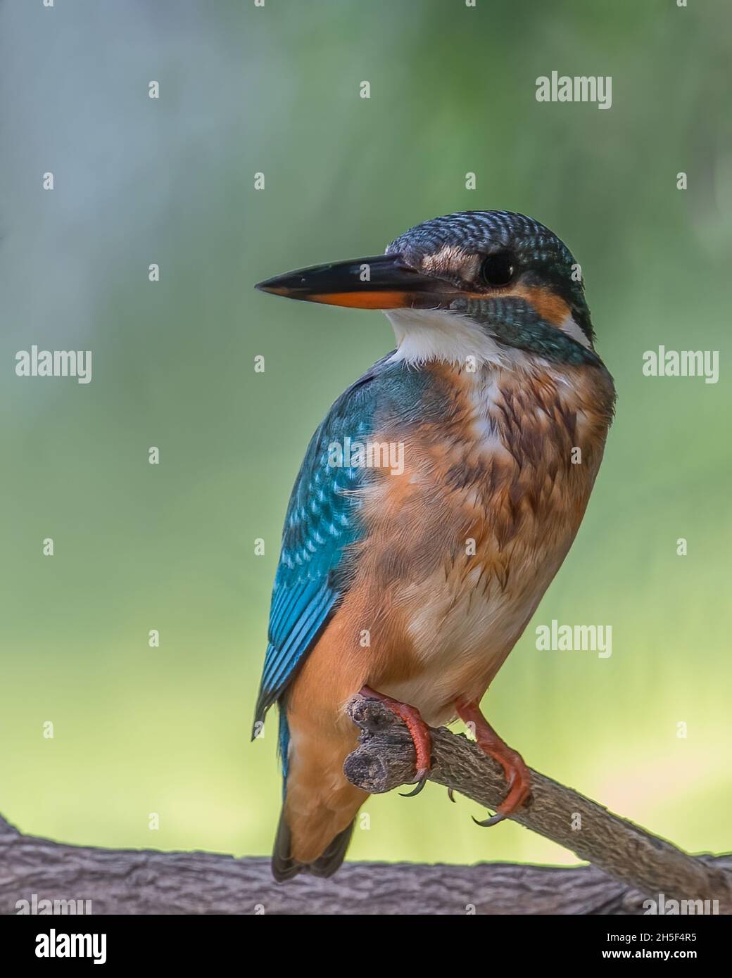 Adorable common kingfisher sitting hi-res stock photography and images ...