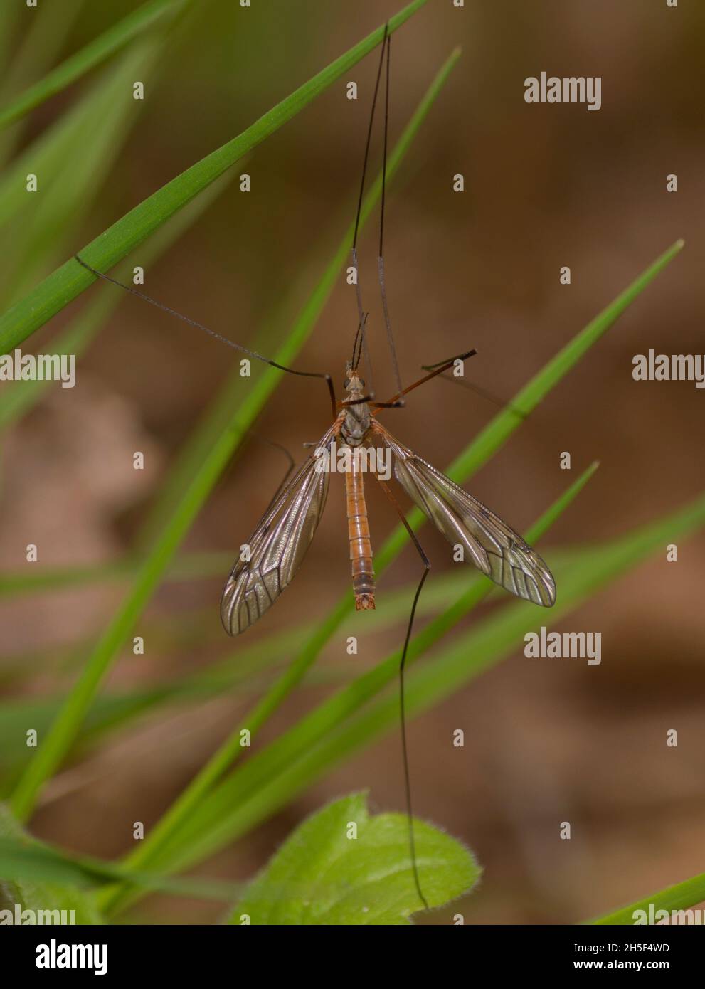 Crane fly Tipulidae sitting on a plant stem, blurred background Stock ...