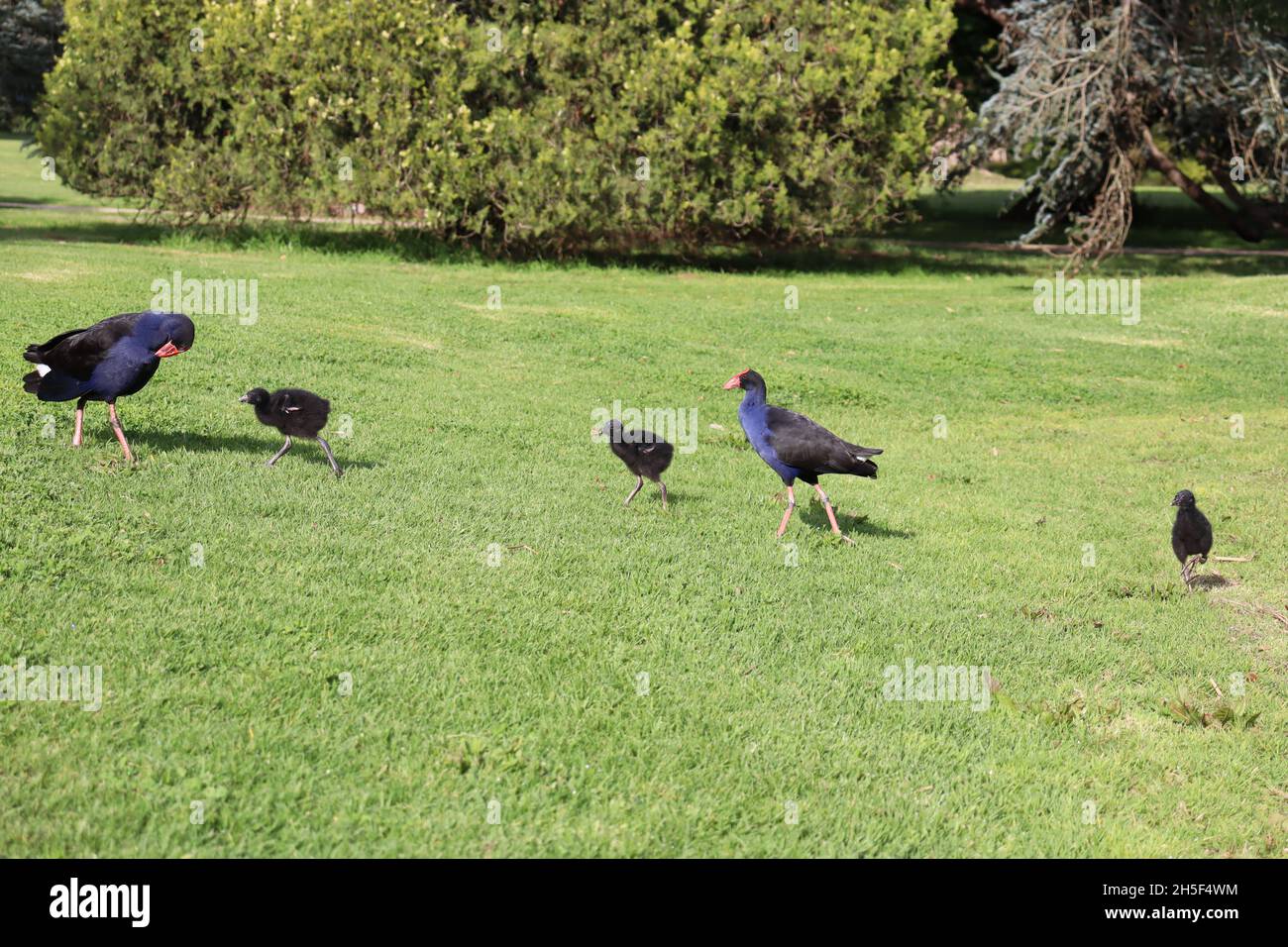 Family of moorhen birds in a park in Melbourne, Australia on a sunny ...