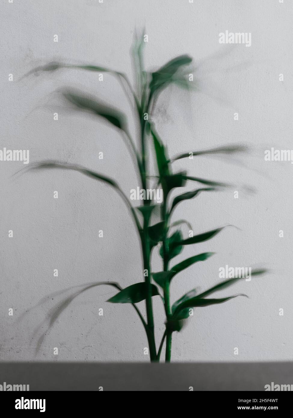 Lotus in the wind hi-res stock photography and images - Alamy