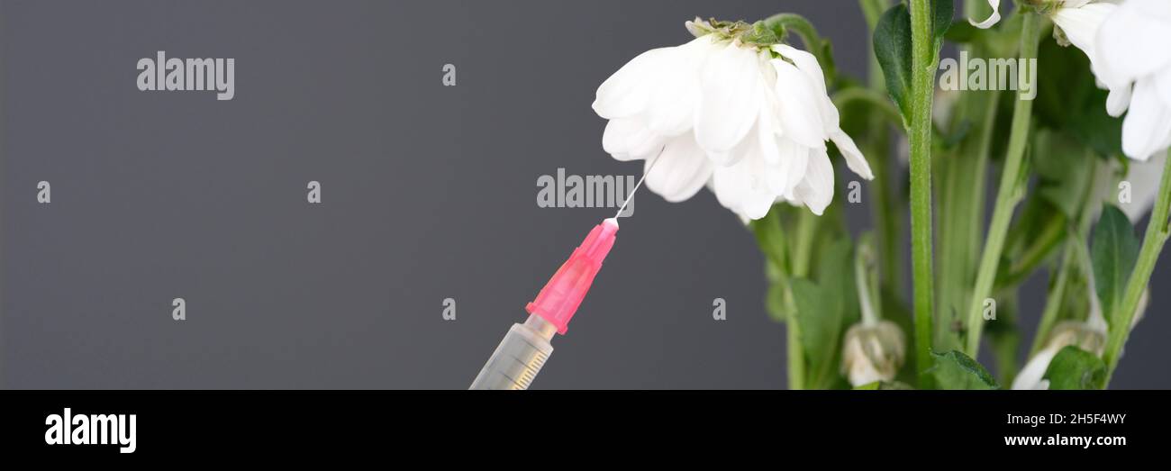 Doctor injecting medicine into dried white chrysanthemum flower closeup ...