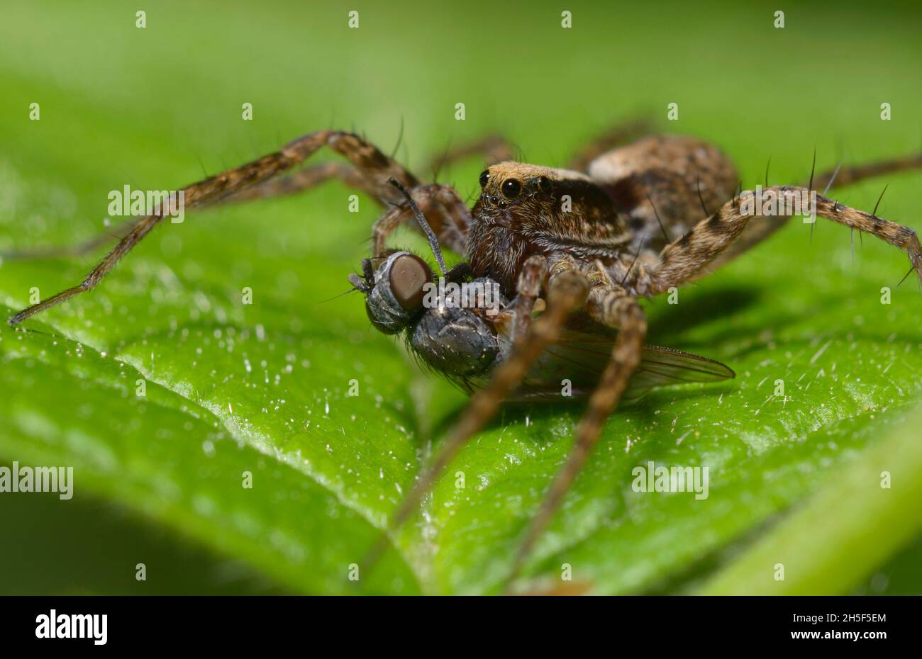 Last tango. Wolf spider, Lycosidae, sitting on a leaf and eating a fly ...