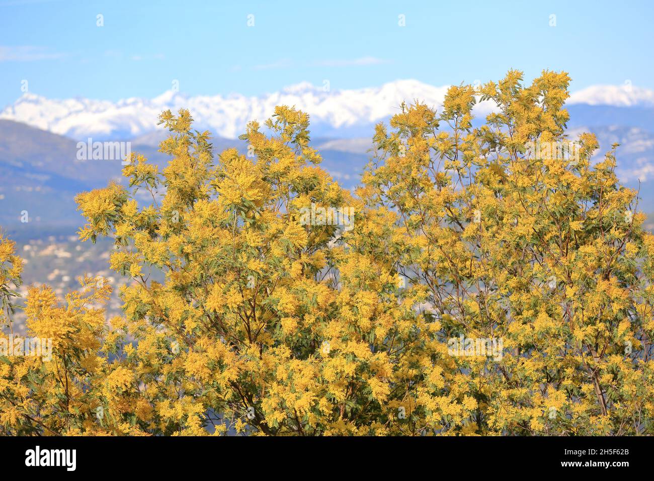 Mimosas dans le Massif du Tanneron, Alpes-Maritimes, 06, cote d'azur ...