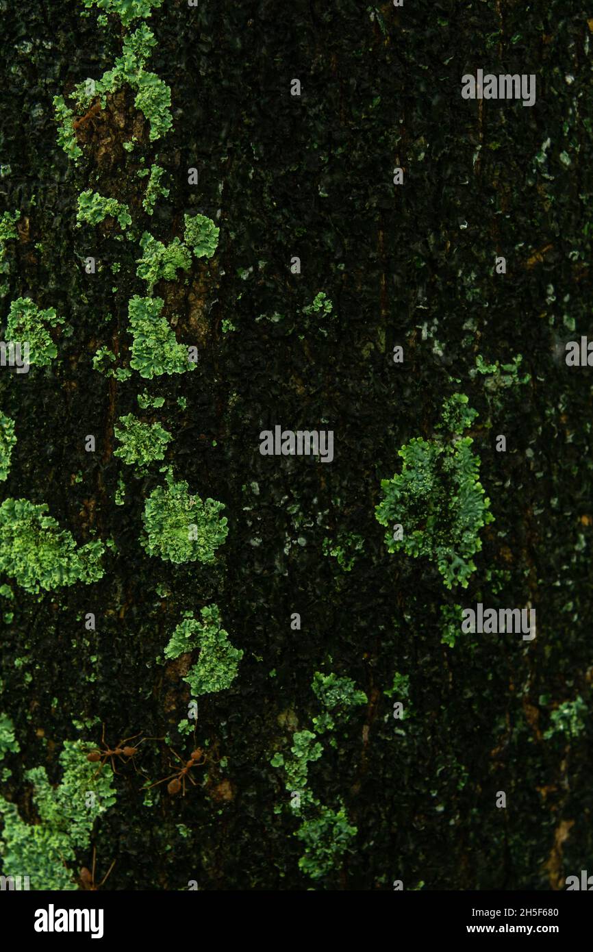 The close-up texture of tree bark. The rough surface pattern of natural ...