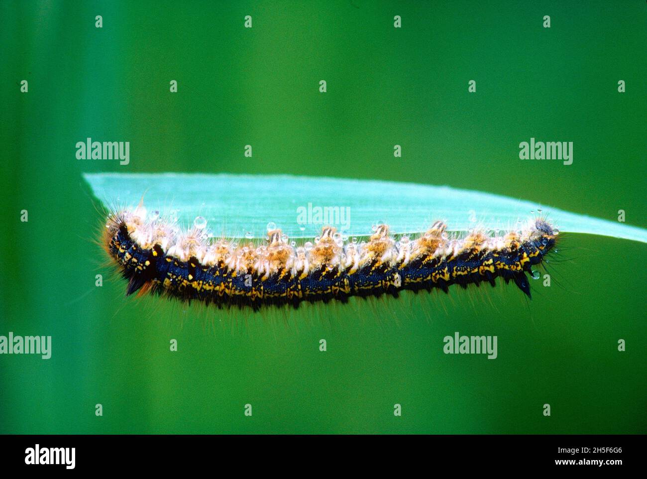 Delta moth hi-res stock photography and images - Alamy