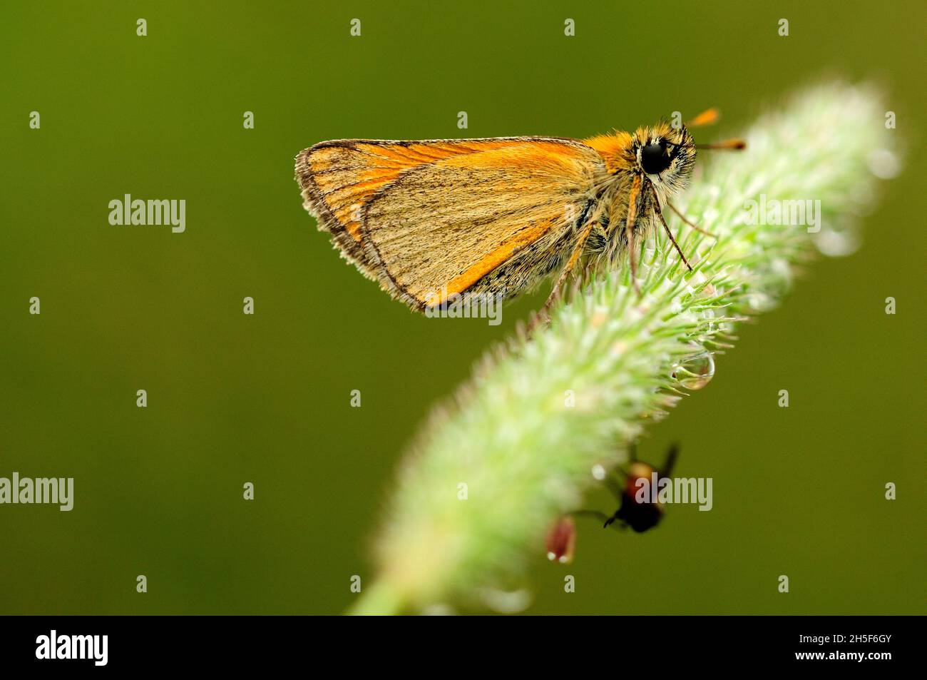 Small Skipper, Thymelicus sylvestris, Hesperiidae, butterfly, insect ...