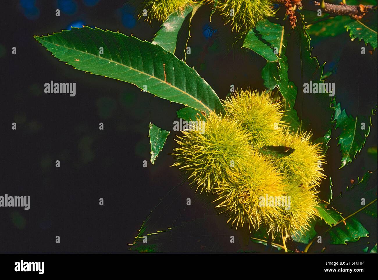 European chestnut hi-res stock photography and images - Alamy