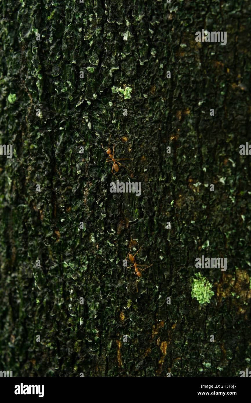 The close-up texture of tree bark. The rough surface pattern of natural ...