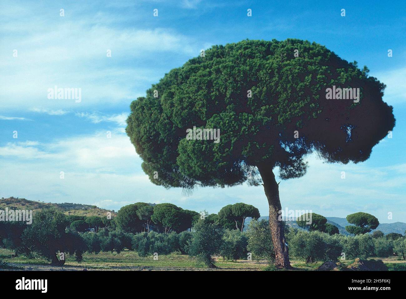 Pinus halepensis tree hi-res stock photography and images - Alamy