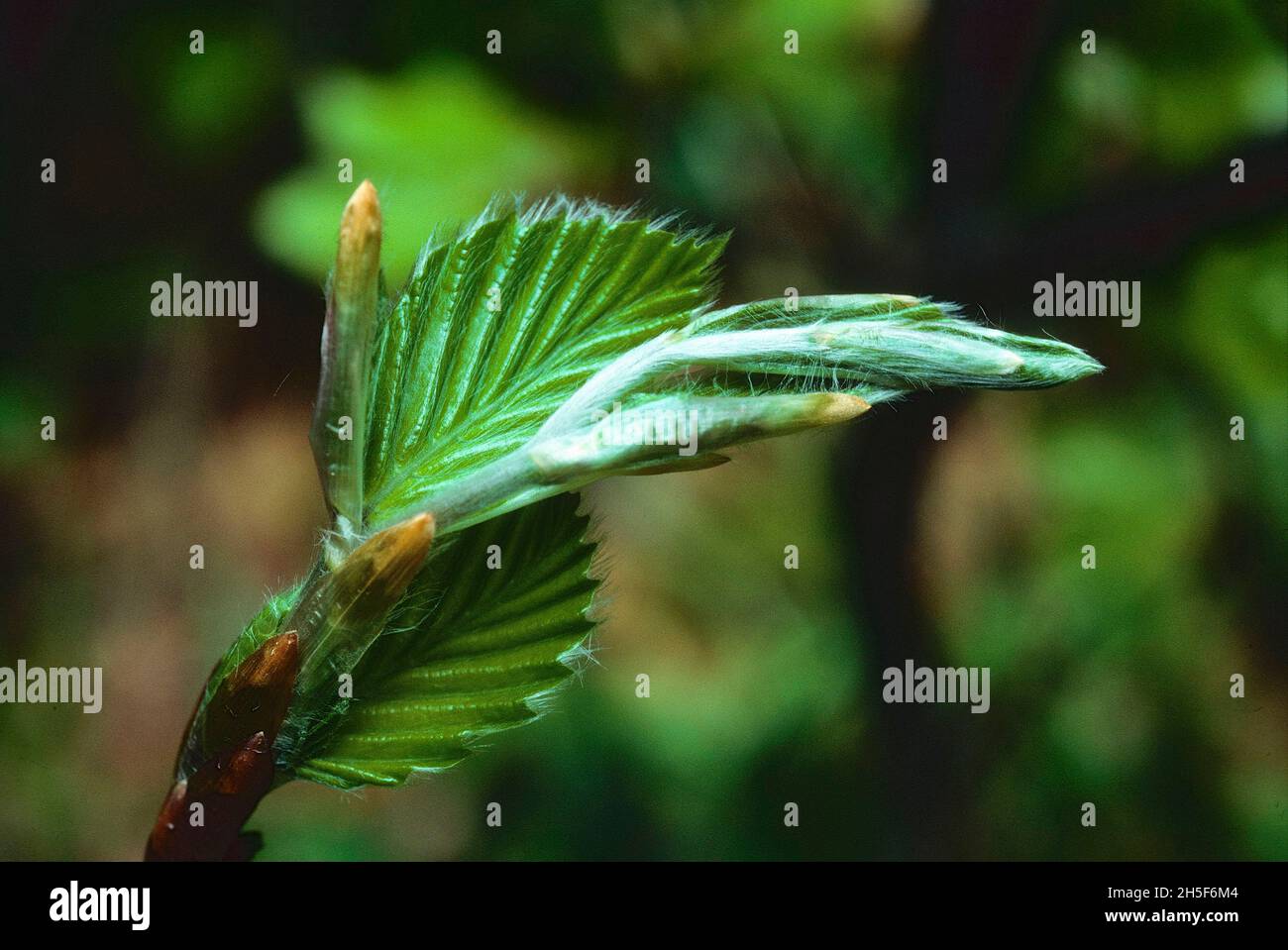 Fagus Sylvatica Fagaceae High Resolution Stock Photography and Images ...