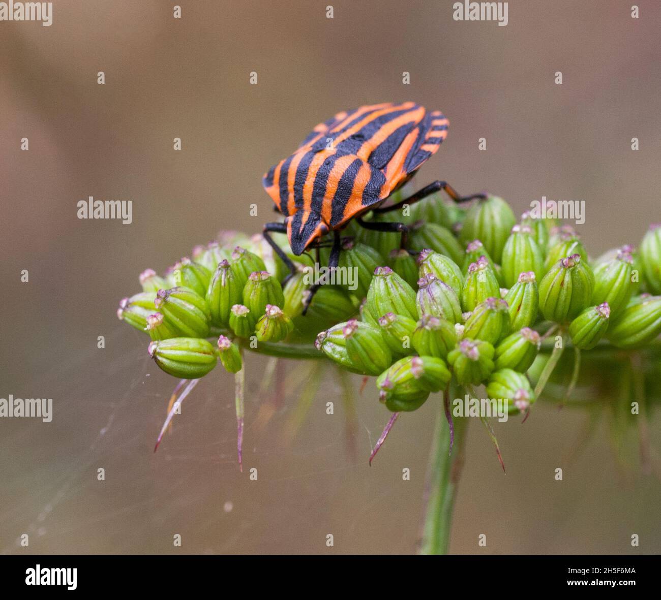 STRIMLUS Graphosoma Lineatum Stock Photo - Alamy