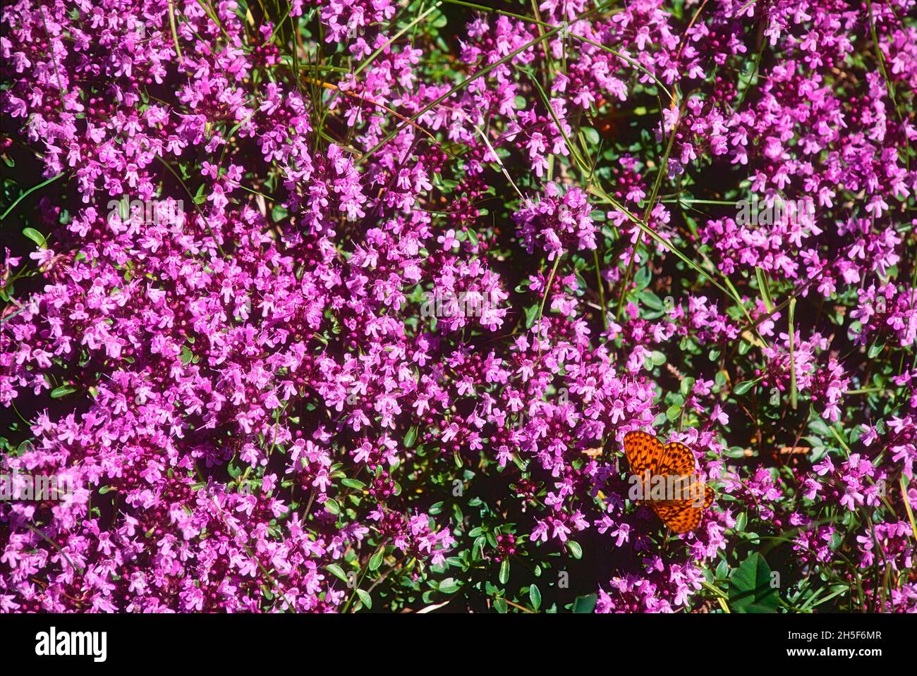 Breckland Thyme, Thymus serphyllum, Lamiaceae, cluster, flowering ...