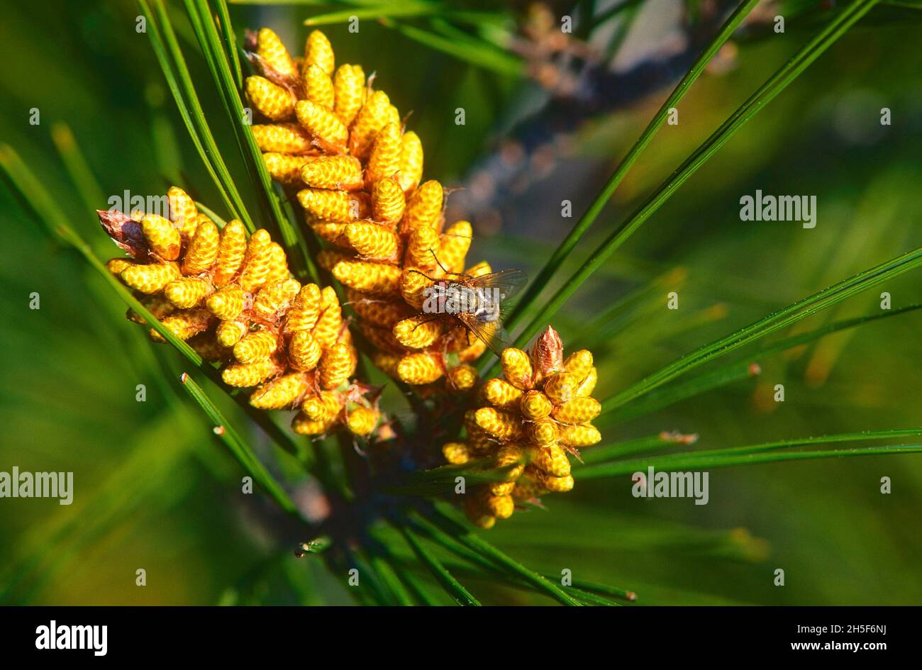 Cones Aleppo Pine High Resolution Stock Photography and Images - Alamy