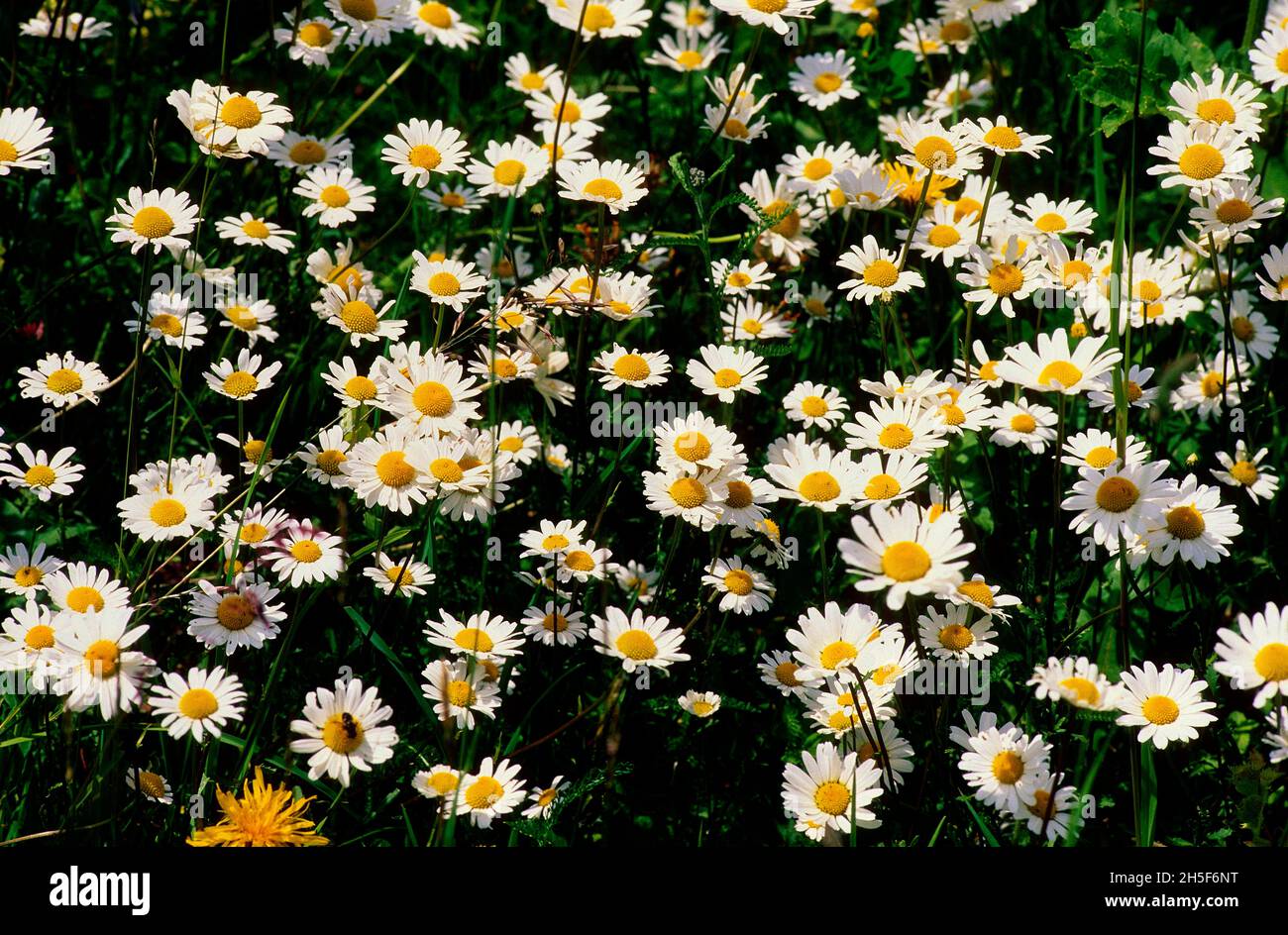 Daisy, Leucanthemum spec., Asteraceae, cluster, flowering, flower ...