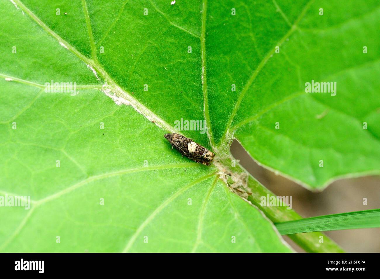 Torticidae hi-res stock photography and images - Alamy
