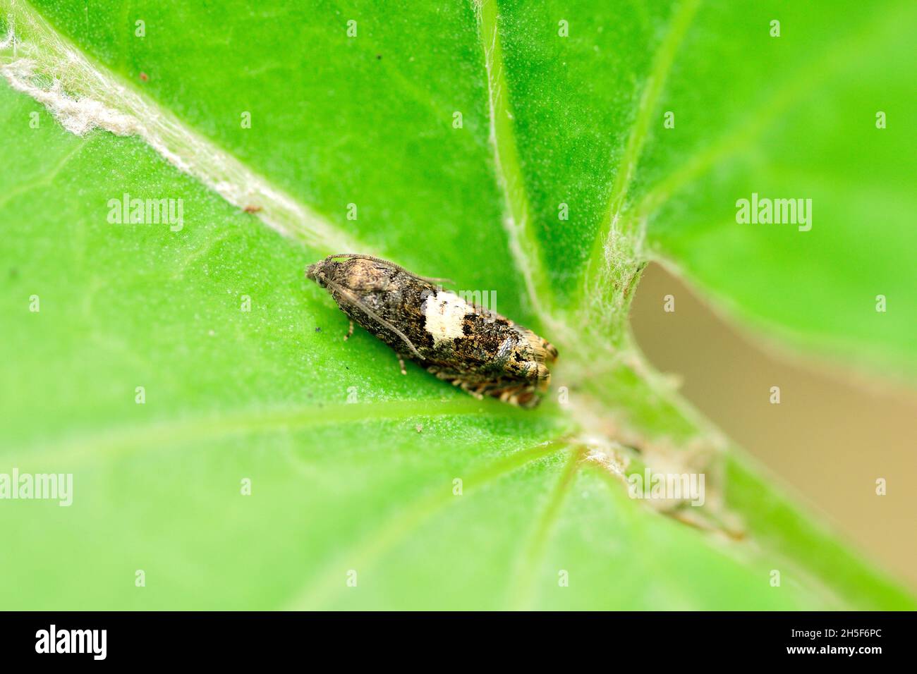 Torticidae hi-res stock photography and images - Alamy