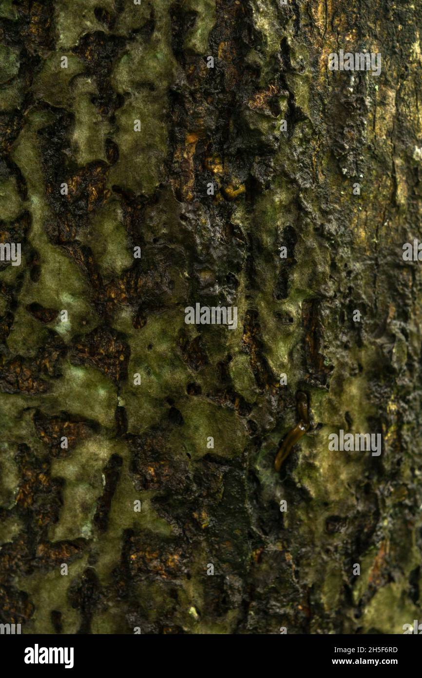 The close-up texture of tree bark. The rough surface pattern of natural ...