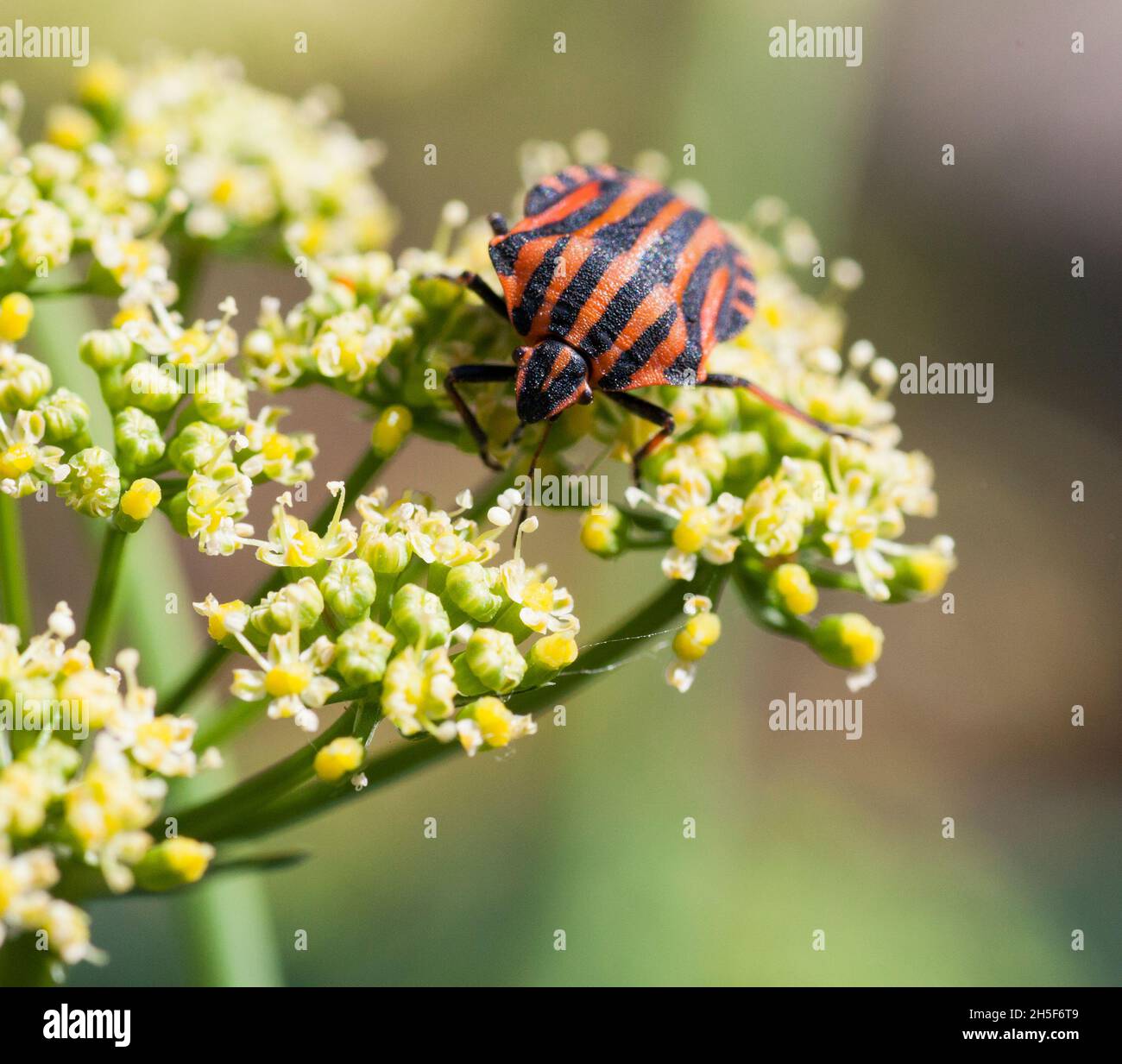 Lineatum pentatomidae hi-res stock photography and images - Alamy