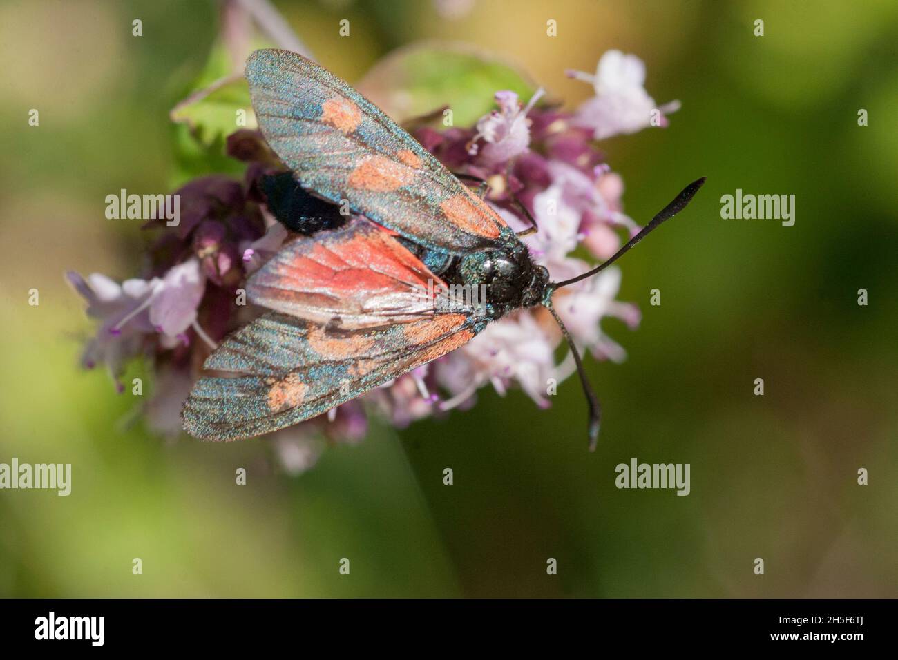 Moths wings hi-res stock photography and images - Alamy
