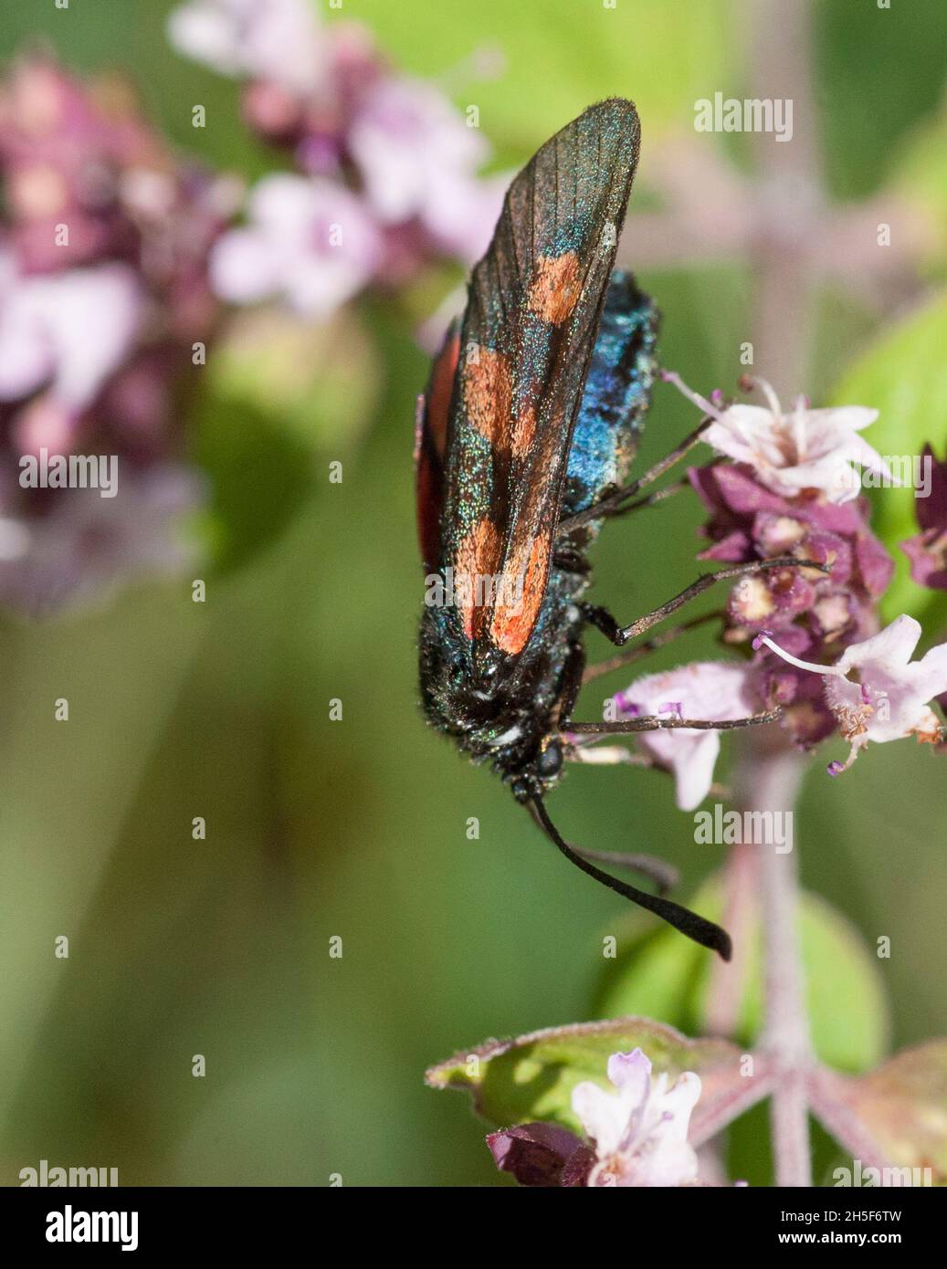 Smoky moths hi-res stock photography and images - Alamy
