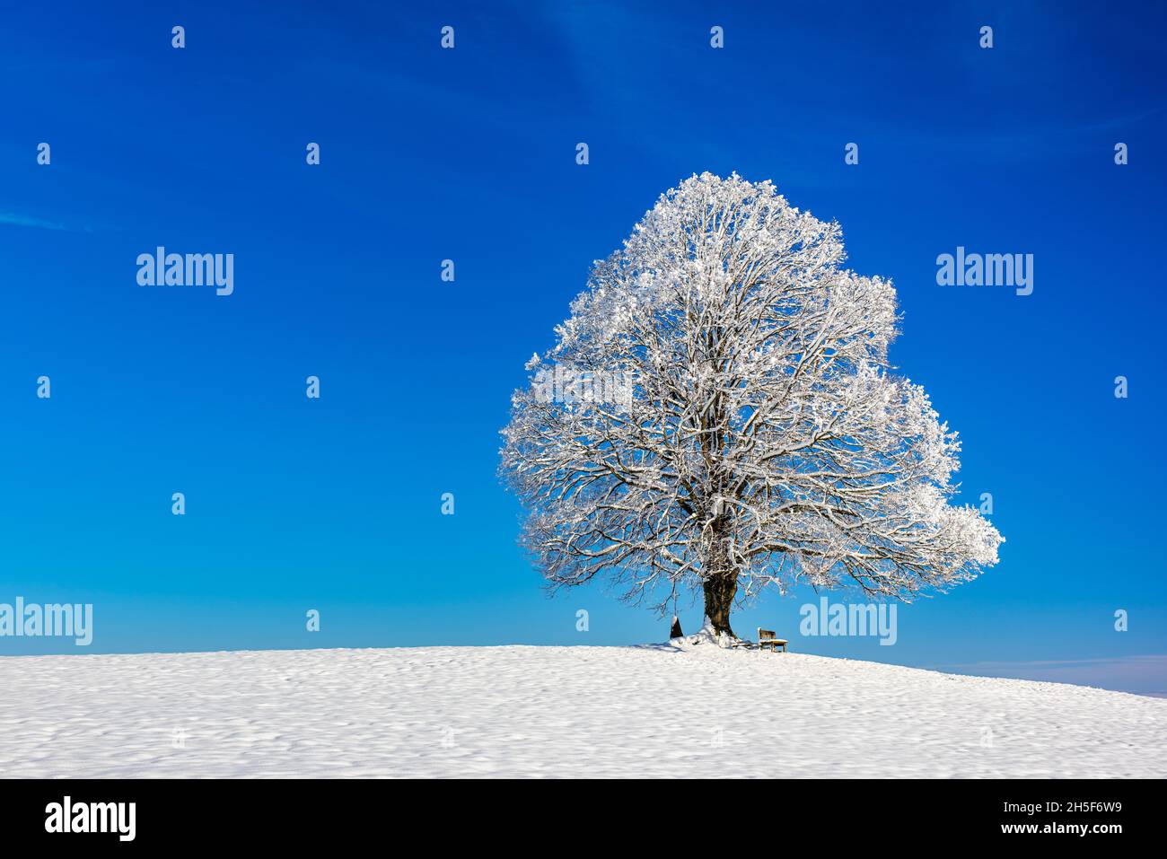 single big lime tree in winter with frost Stock Photo - Alamy