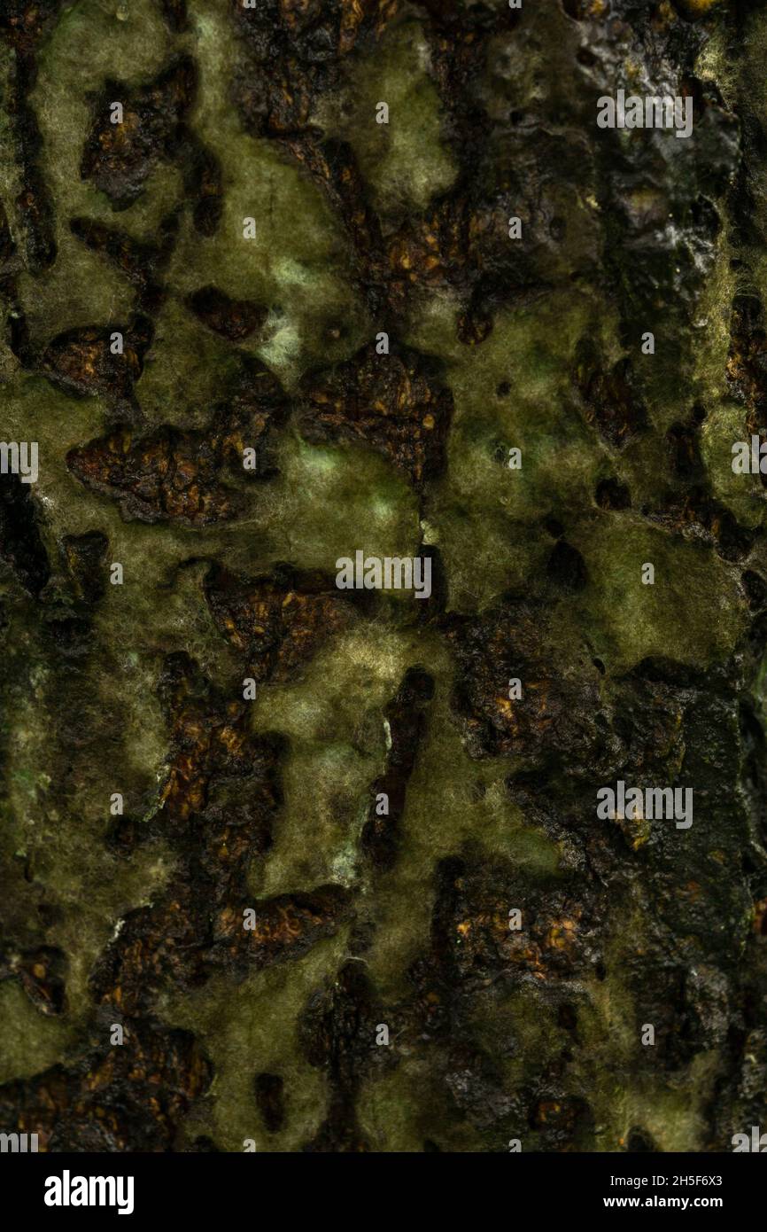 Bark moss mossy tree hi-res stock photography and images - Alamy