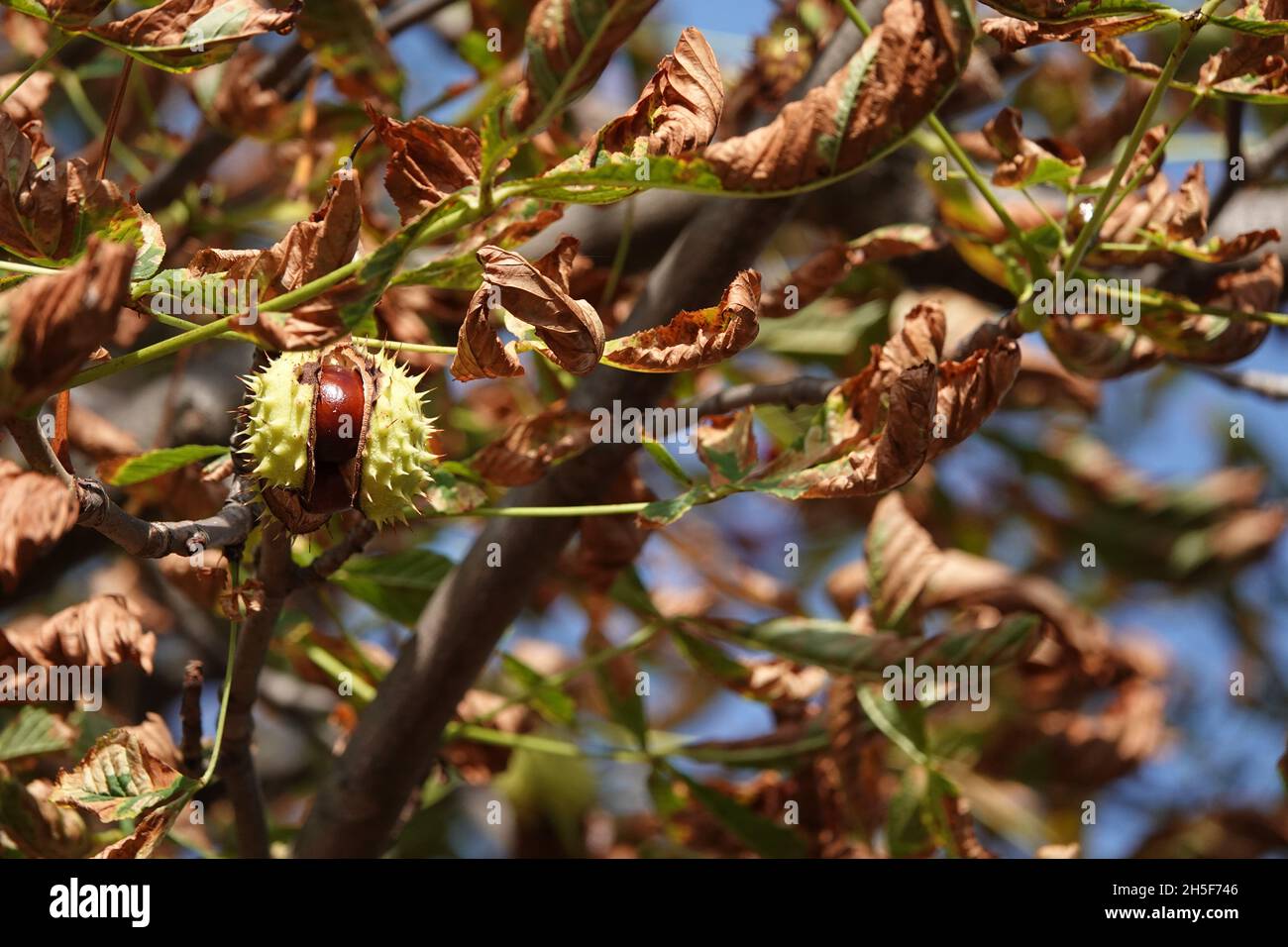 Chestnut on a horse chestnut tree Stock Photo - Alamy