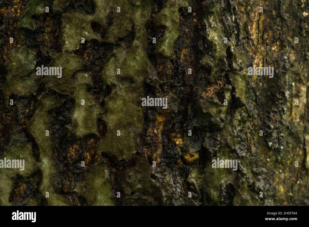 The close-up texture of tree bark. The rough surface pattern of natural ...