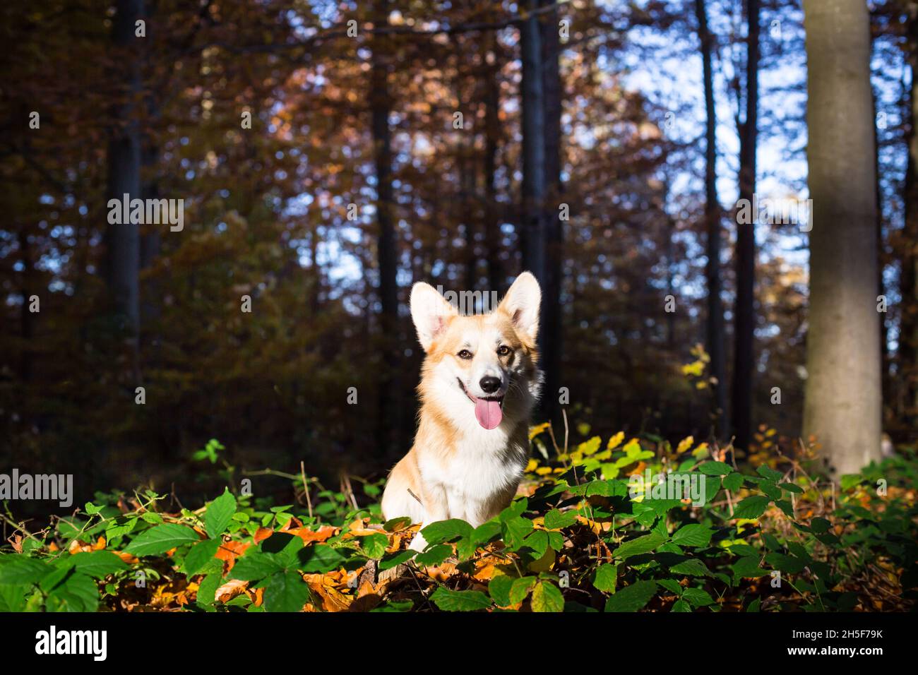 Welsh Corgi Pembroke in the forest Stock Photo - Alamy