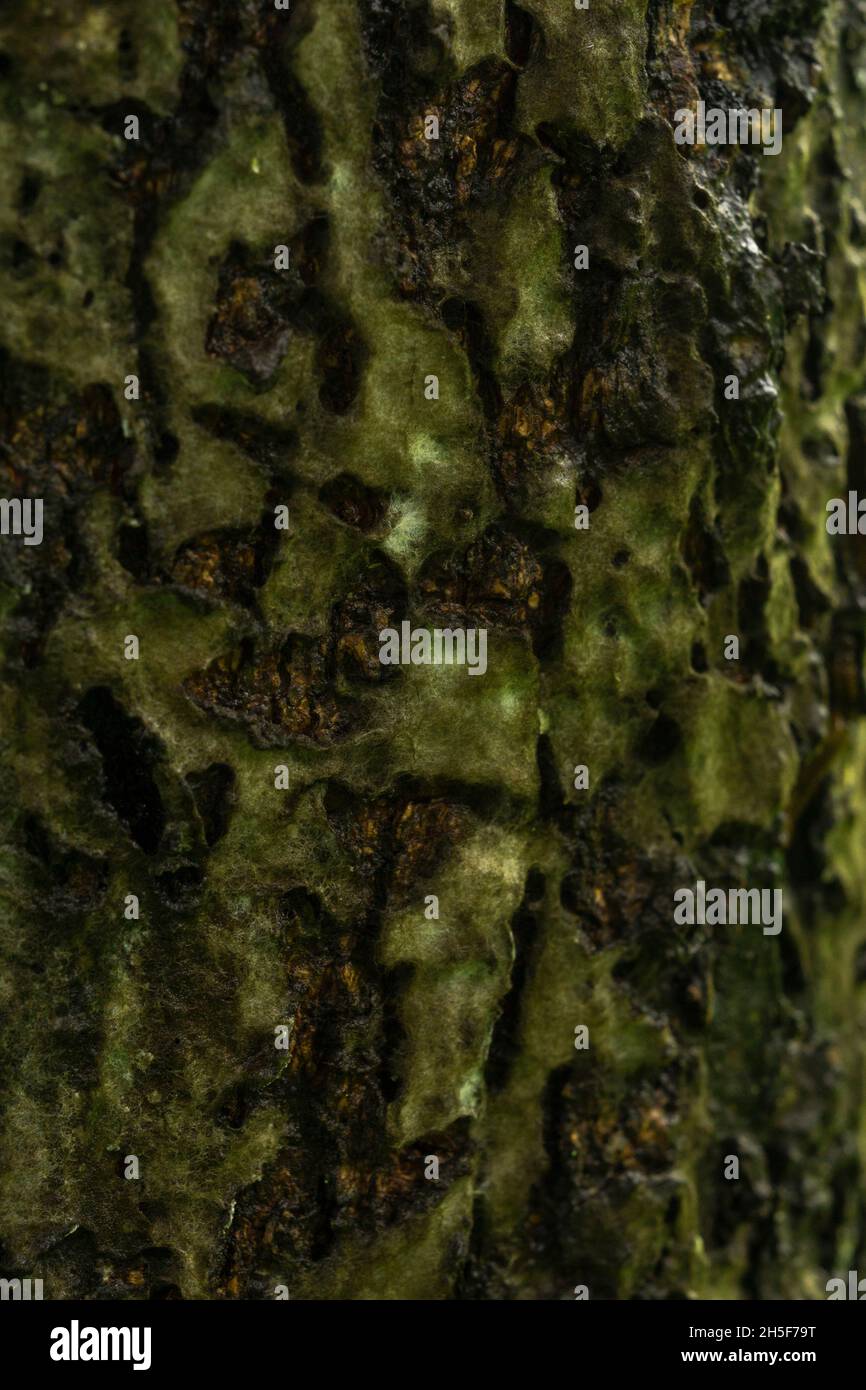 The close-up texture of tree bark. The rough surface pattern of natural ...